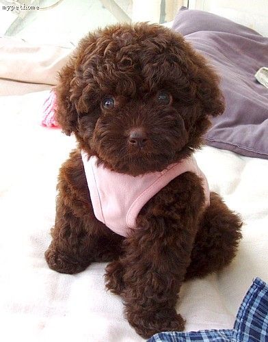 Mini Poedel Volgroeid